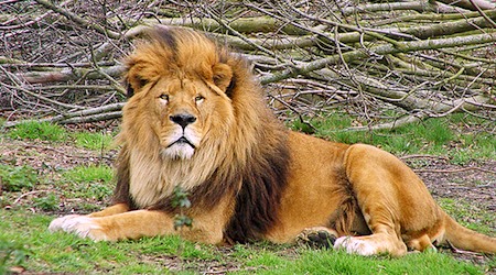 Dublin: Tips for visiting the Dublin Zoo | EuroCheapo